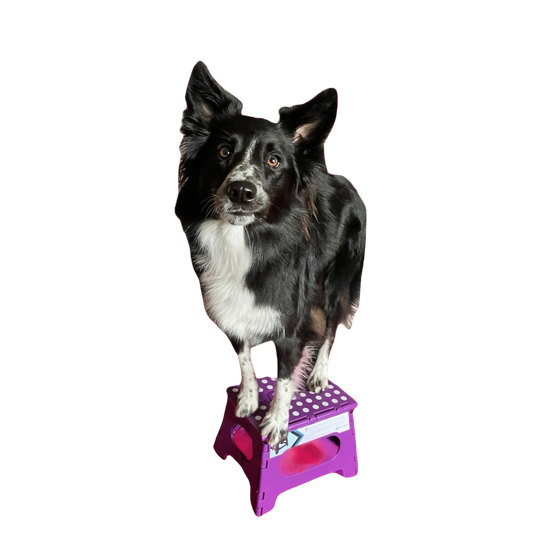 How To Measure Your Dog's Neck for Paracord Collars – Rosie’s Ropes